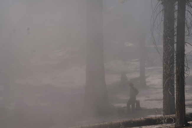 California'daki yangında dev sekoya ağaçları kurtarılmaya çalışılıyor ...